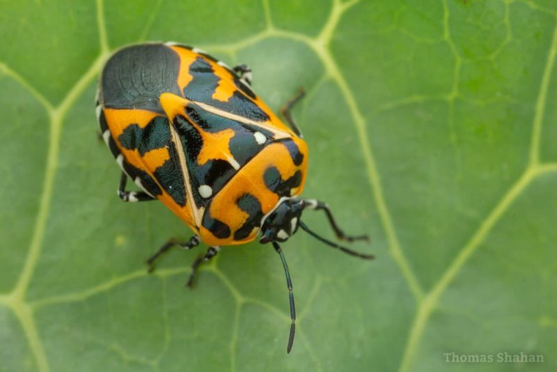 51 Insects That Start With H