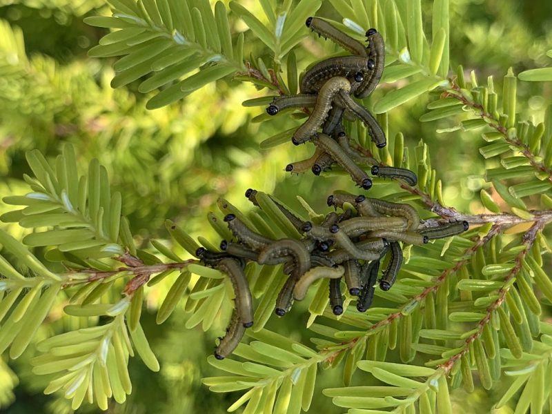 51 Insects That Start With H