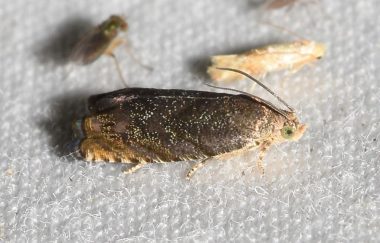 51 Insects That Start With H
