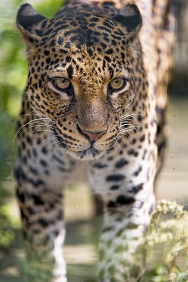 9 Different Types of Leopards (With Pictures)
