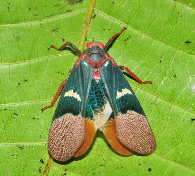 21 Types of Insects in the Amazon Rainforest