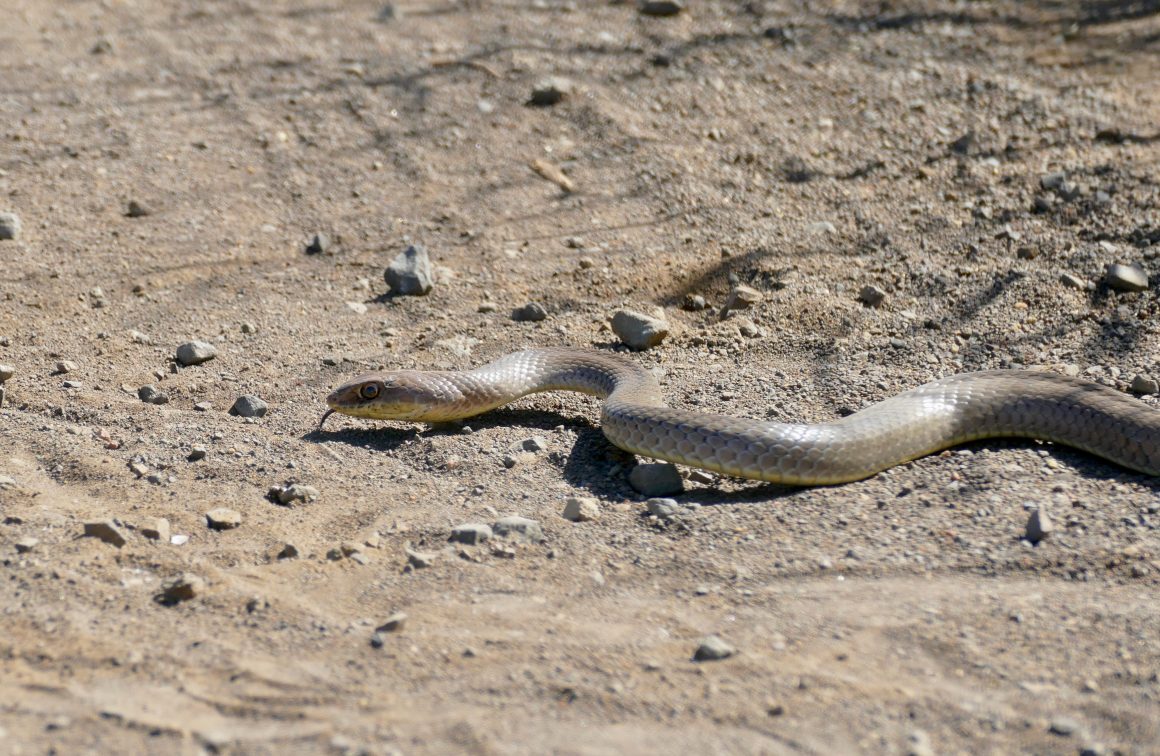 23 Different Types of Snakes in Africa