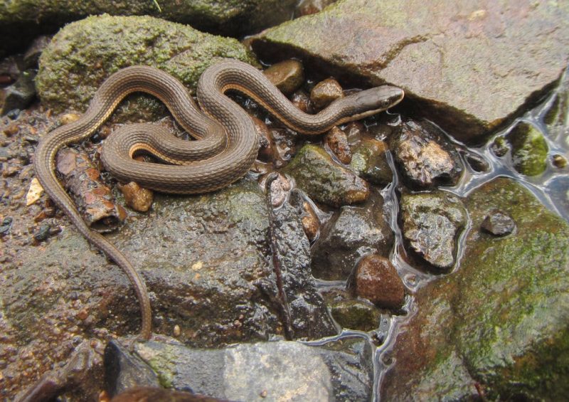 11 Different Types of Snakes in Alabama