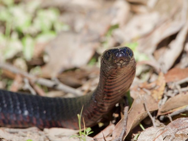 17 Different Types of Snakes in Nebraska (With Pictures)