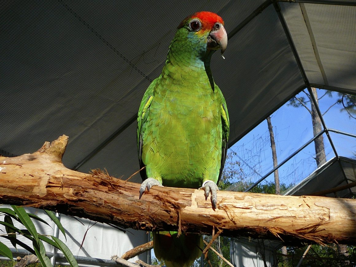 22 Different Types of Amazon Parrots (With Pictures)