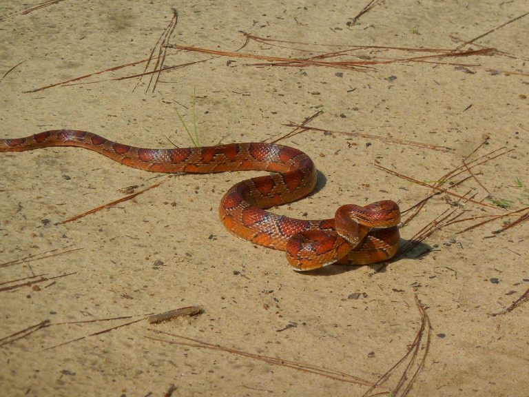 20 Different Types of Snakes in Delaware