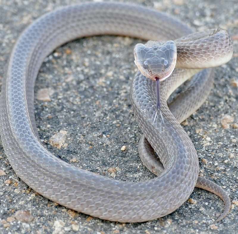 23 Different Types of Snakes in Africa