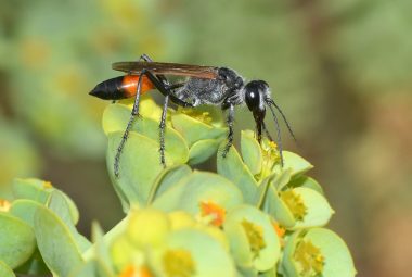 25 Different Types of Wasps in Colorado