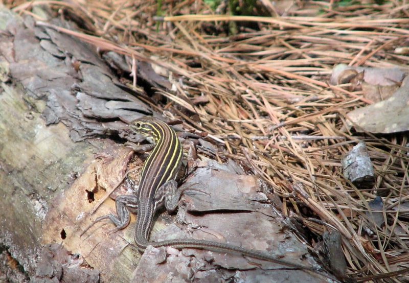 45 Different Types of Lizards in Texas (With Pictures)