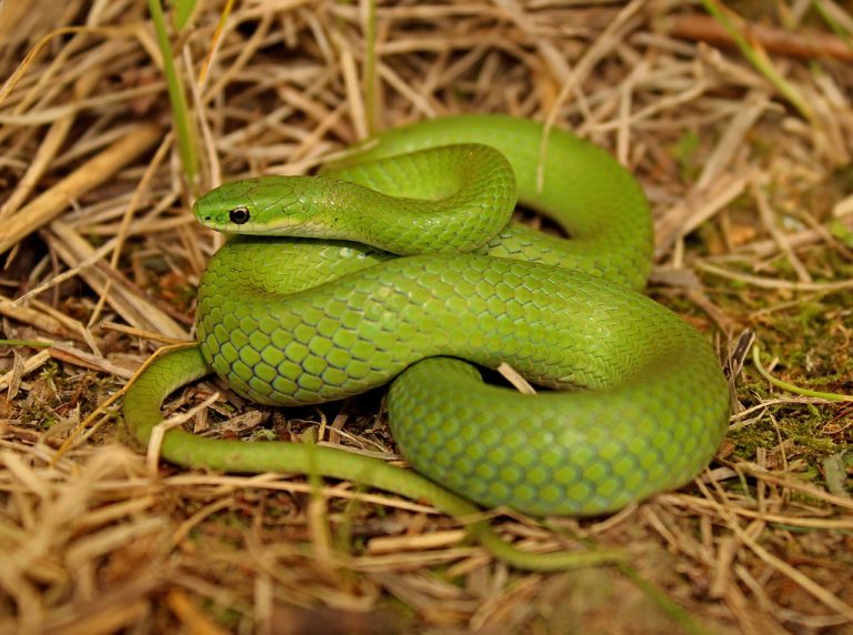 10 Popular Types of Snakes in Connecticut