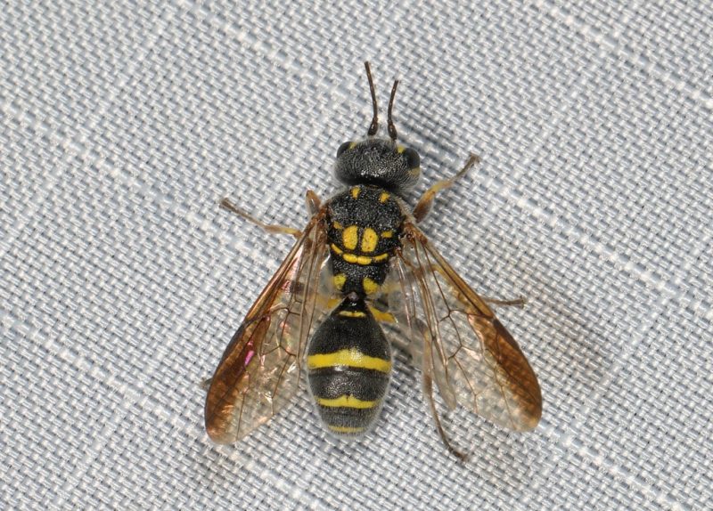 16 Different Types of Wasps (With Pictures)