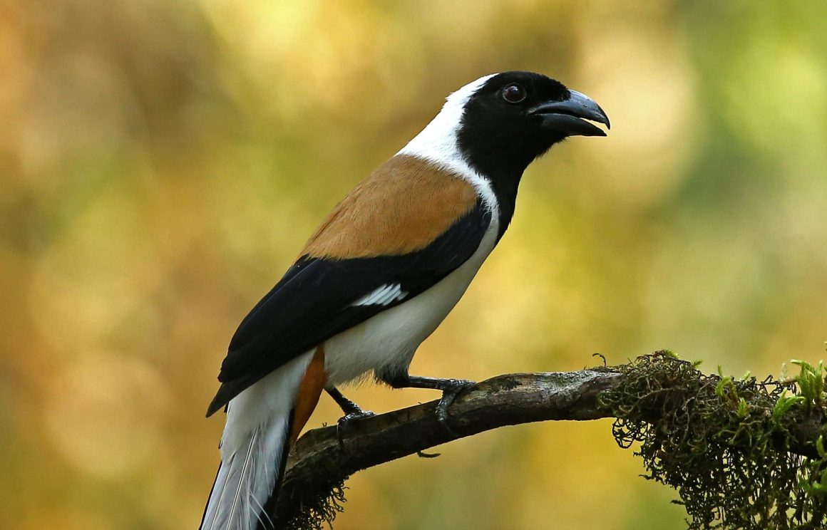 Smartest Birds: 17 Most Intelligent Birds (With Pictures)