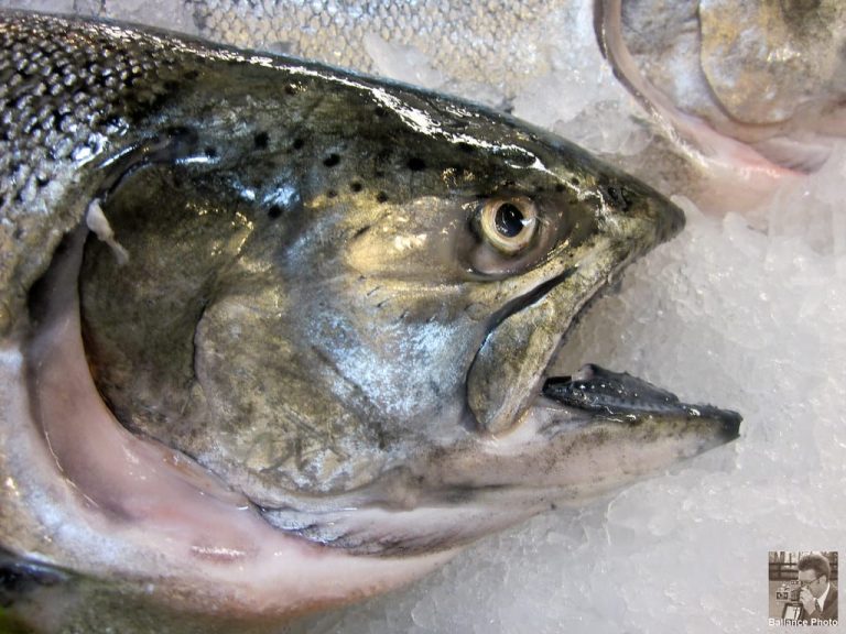 13 Different Types of Blue Fish and Why They're Amazing!