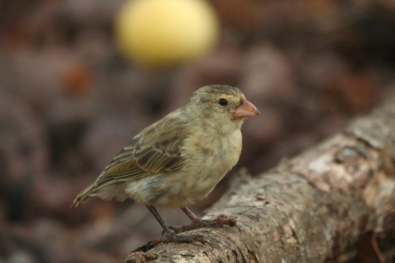 Smartest Birds: 17 Most Intelligent Birds (With Pictures)