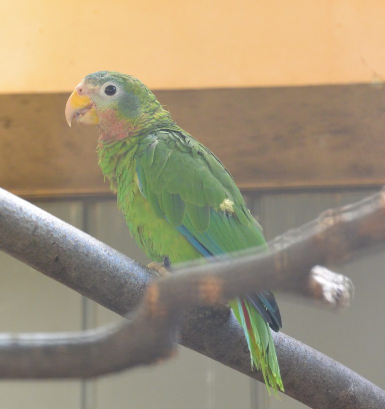 22 Different Types of Amazon Parrots (With Pictures)