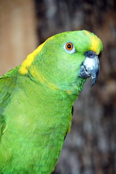 22 Different Types of Amazon Parrots (With Pictures)