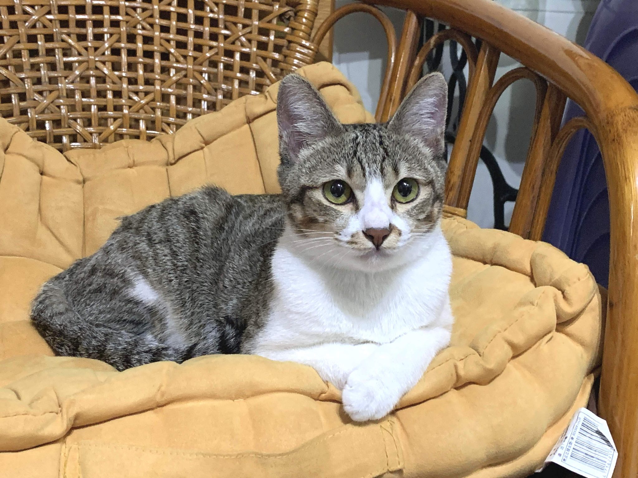 20 Popular European Cat Breeds