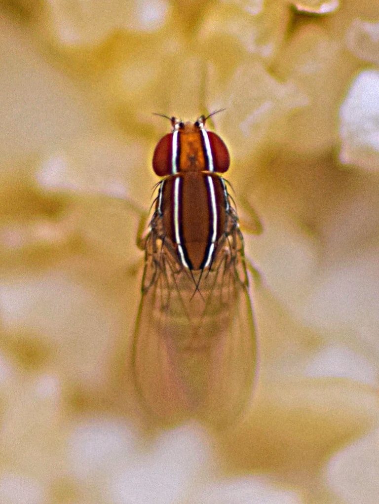 17 Different Types of Flies in North Dakota