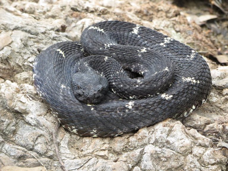 39 Different Types of Snakes in Arizona (With Pictures)
