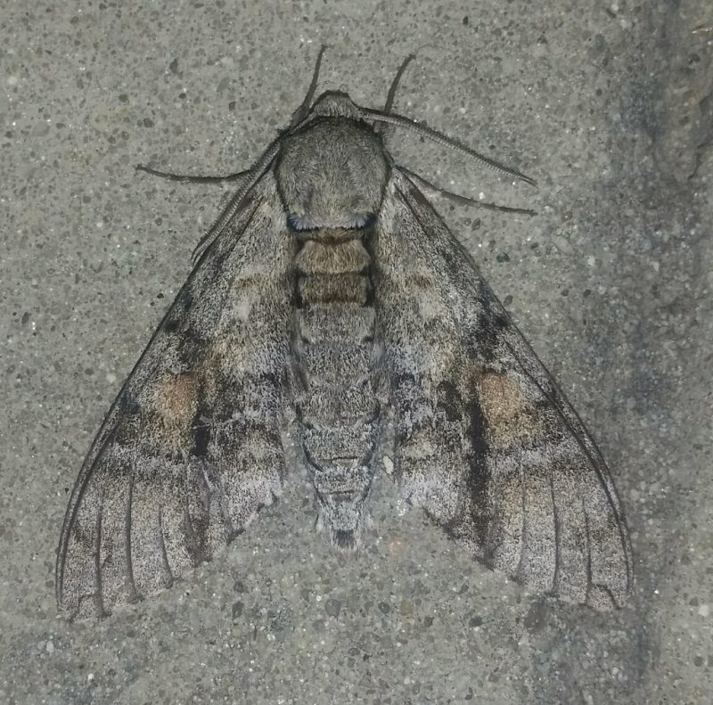 22 Different Types of Moths in Ohio (With Pictures)
