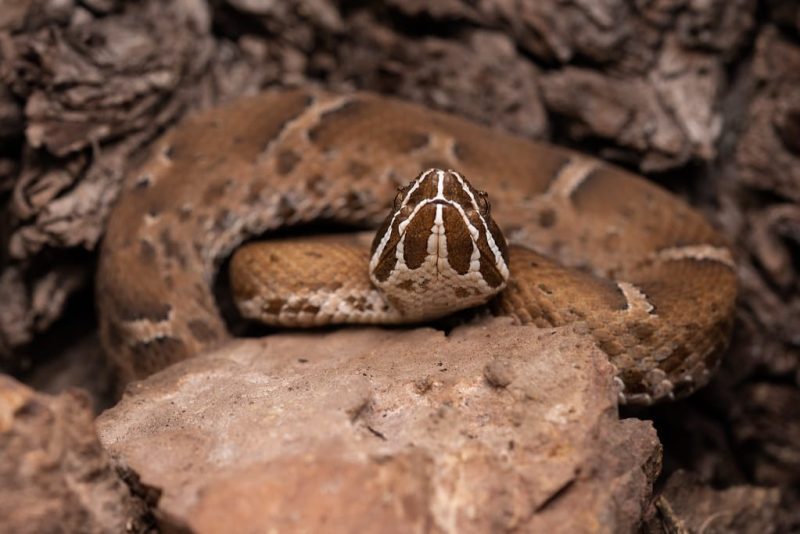 39 Different Types of Snakes in Arizona (With Pictures)
