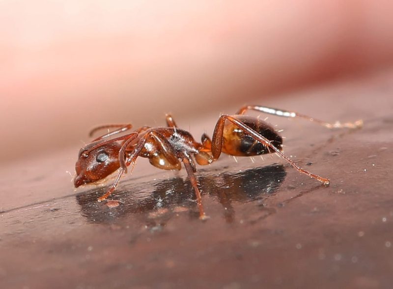 14 Different Types of Ants in Michigan (With Pictures)