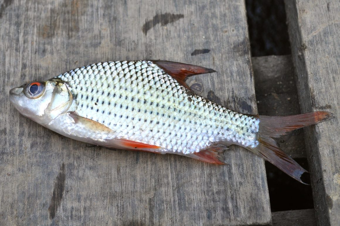 14 Different Types of Tiger Barbs