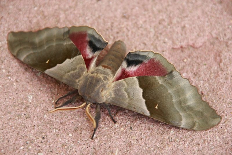 26 Different Types of Moths in Arizona (With Pictures)