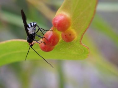 21 Different Types of Wasps in Wisconsin (With Pictures)