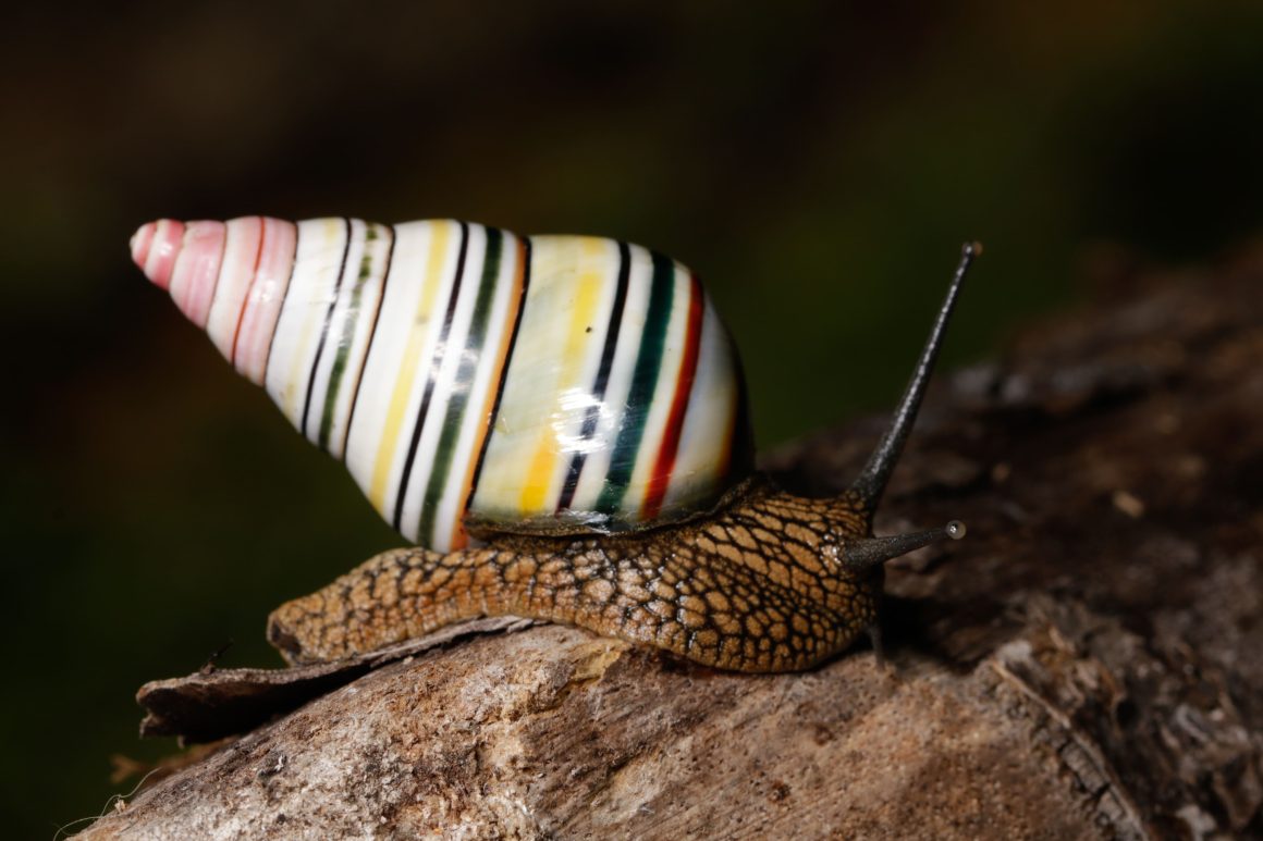 11 Types of Snails to Keep as Pets