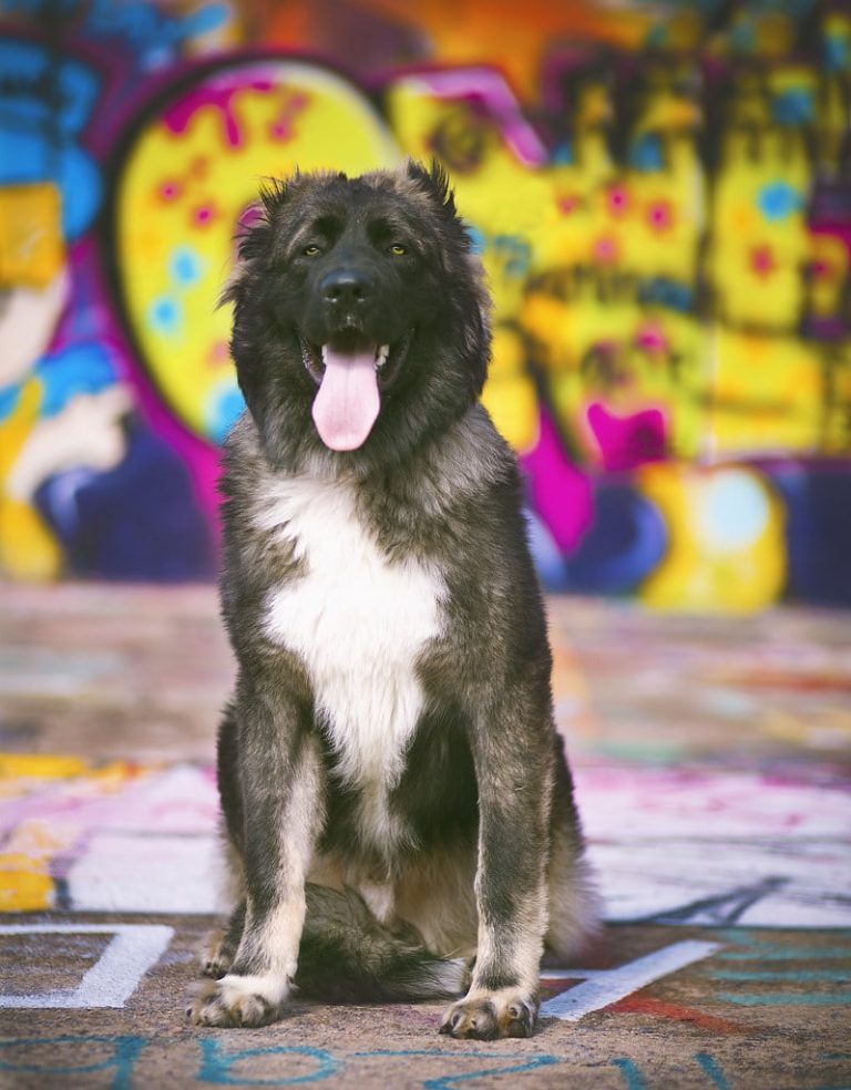 20 Most Popular Russian Dog Breeds (With Pictures)