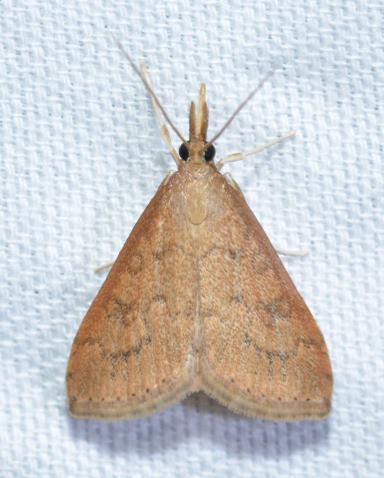 26 Different Types of Moths in New Mexico (With Pictures)