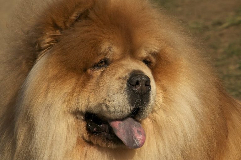 Banned Dog Breeds: 15 Most Banned Dogs Around the World