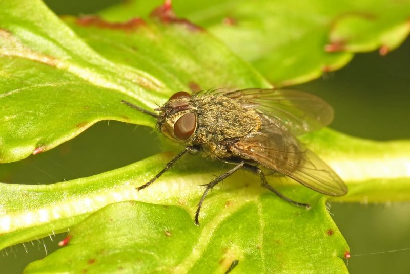 21 Different Types of Flies in Pennsylvania
