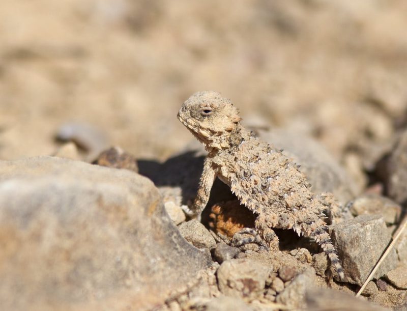37 Different Types of Lizards in California (With Pictures)