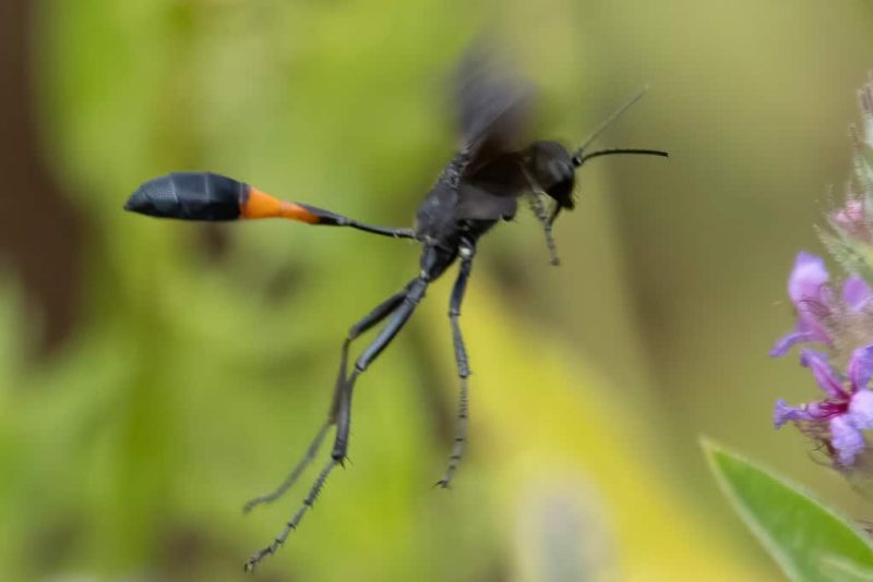 20 Different Types of Wasps in Arizona
