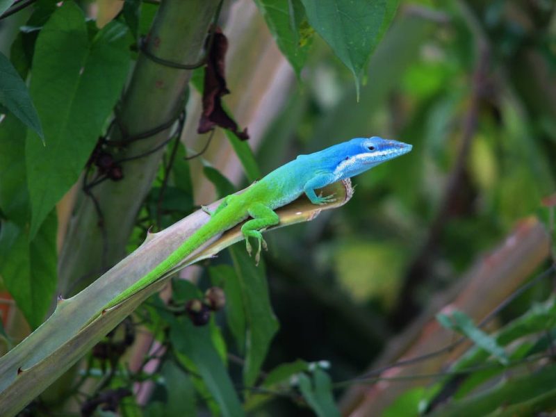 10 Different Types of Lizards in Hawaii (With Pictures)