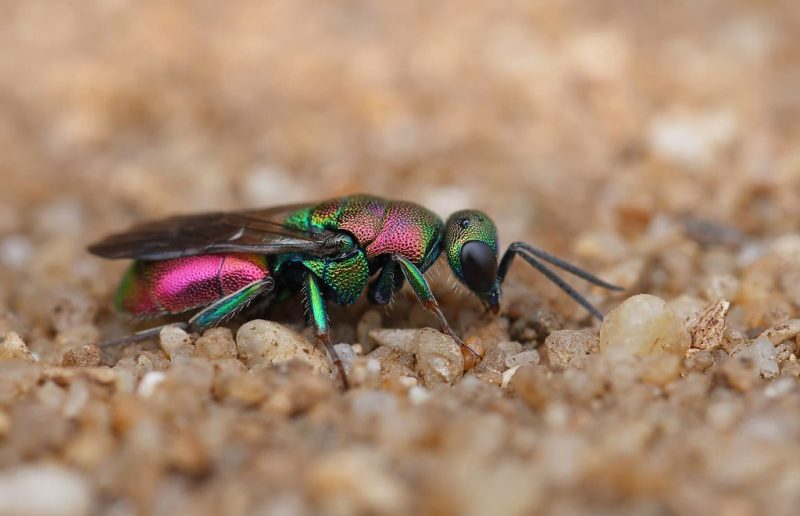 20 Different Types of Wasps in Arizona