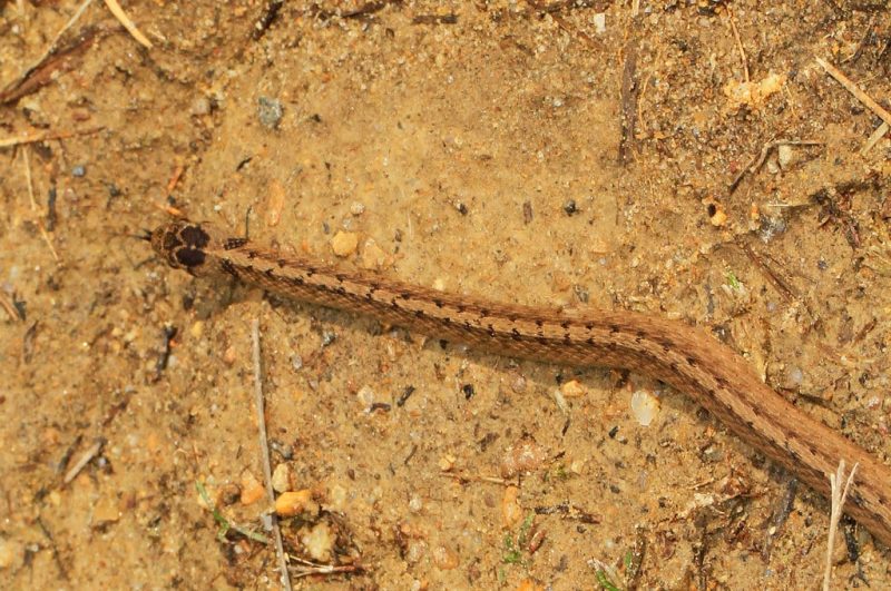 12 Different Types of Snakes in Canada