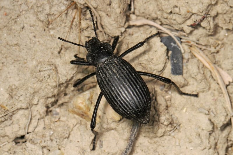 32 Different Types of Beetles in Oklahoma (With Pictures)