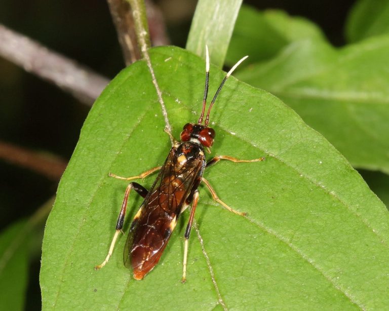 26 Different Types of Flies in New Jersey