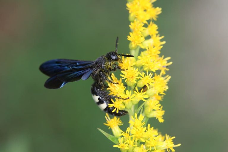 21 Different Types of Wasps in Kansas (With Pictures)