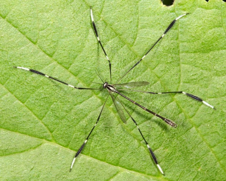 26 Different Types of Flies in New Jersey