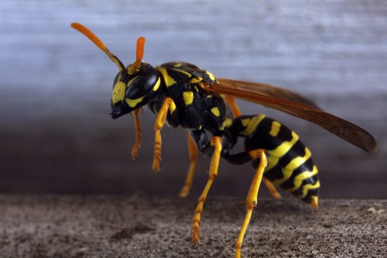 33 Different Types of Wasps in Alabama
