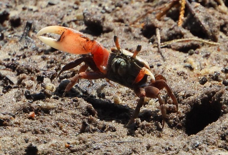 15 Different Types of Crabs in Florida (With Pictures)