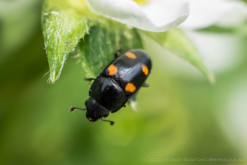 47 Different Types of Beetles in Colorado (With Pictures)