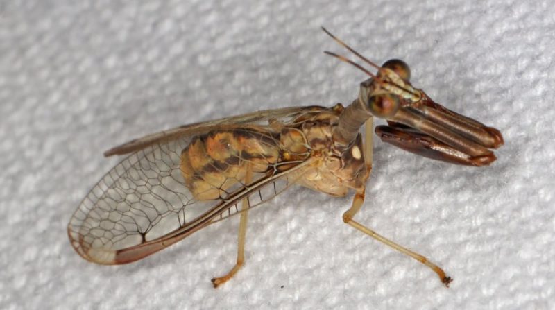 36 Different Types of Flies in Oregon