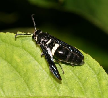 21 Different Types of Wasps in Kansas (With Pictures)