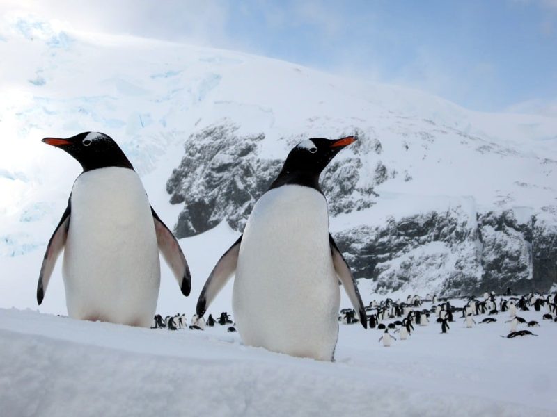 27 Animals That Mate for Life and Their Pictures