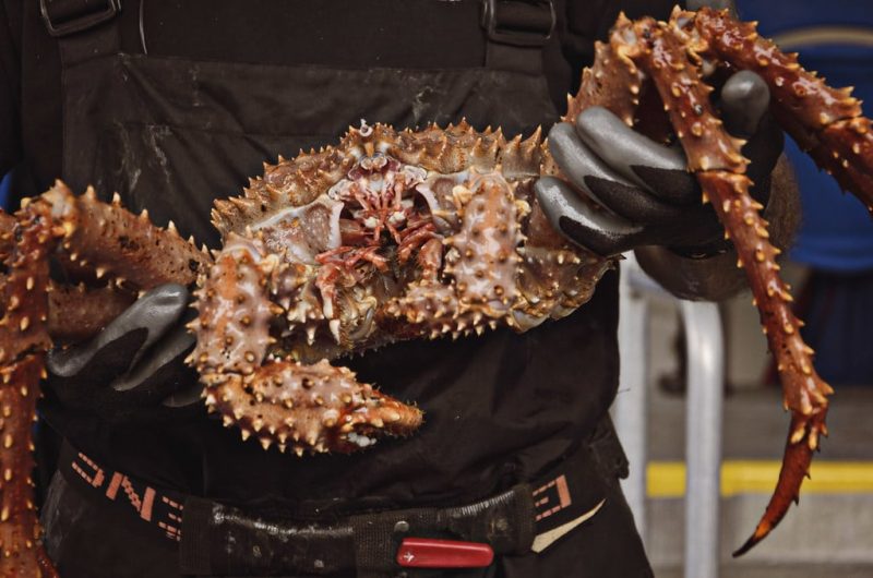 15 Different Types of Crabs in Florida (With Pictures)